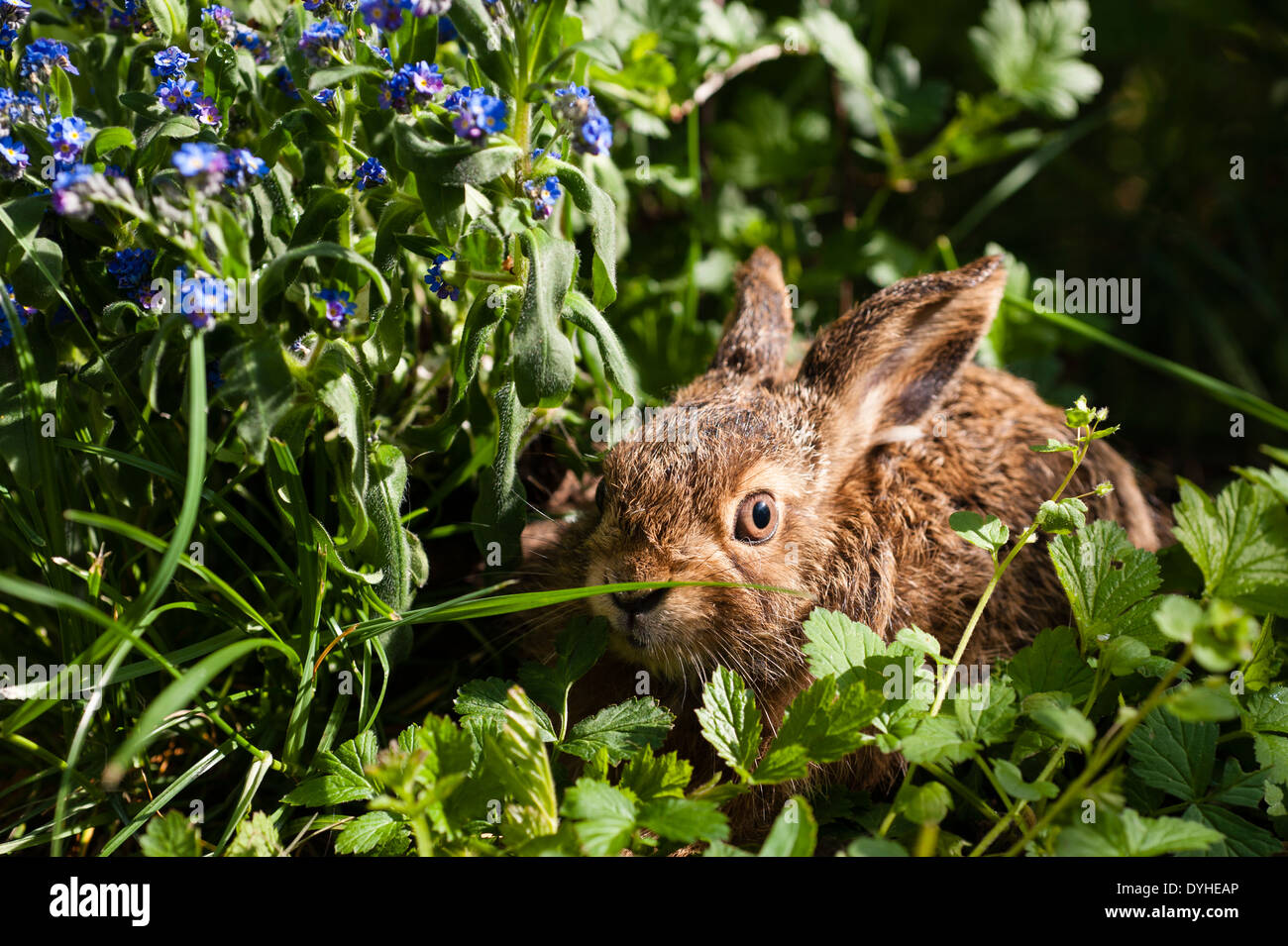 Brown hare european hare leveret hi-res stock photography and images ...