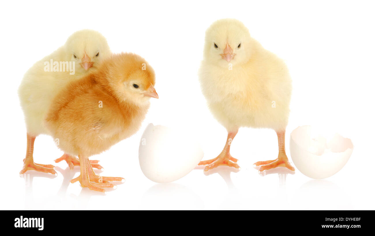 three chicks with an egg on white background Stock Photo - Alamy