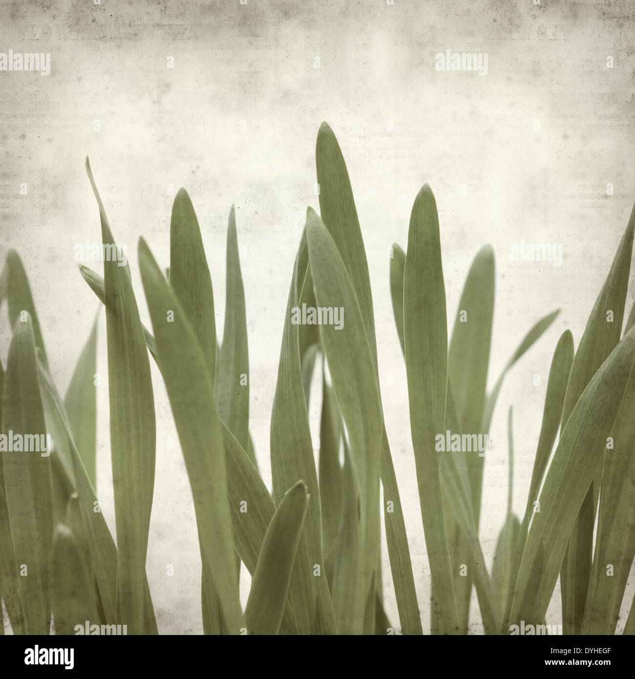 textured old paper background with young growing grass Stock Photo - Alamy