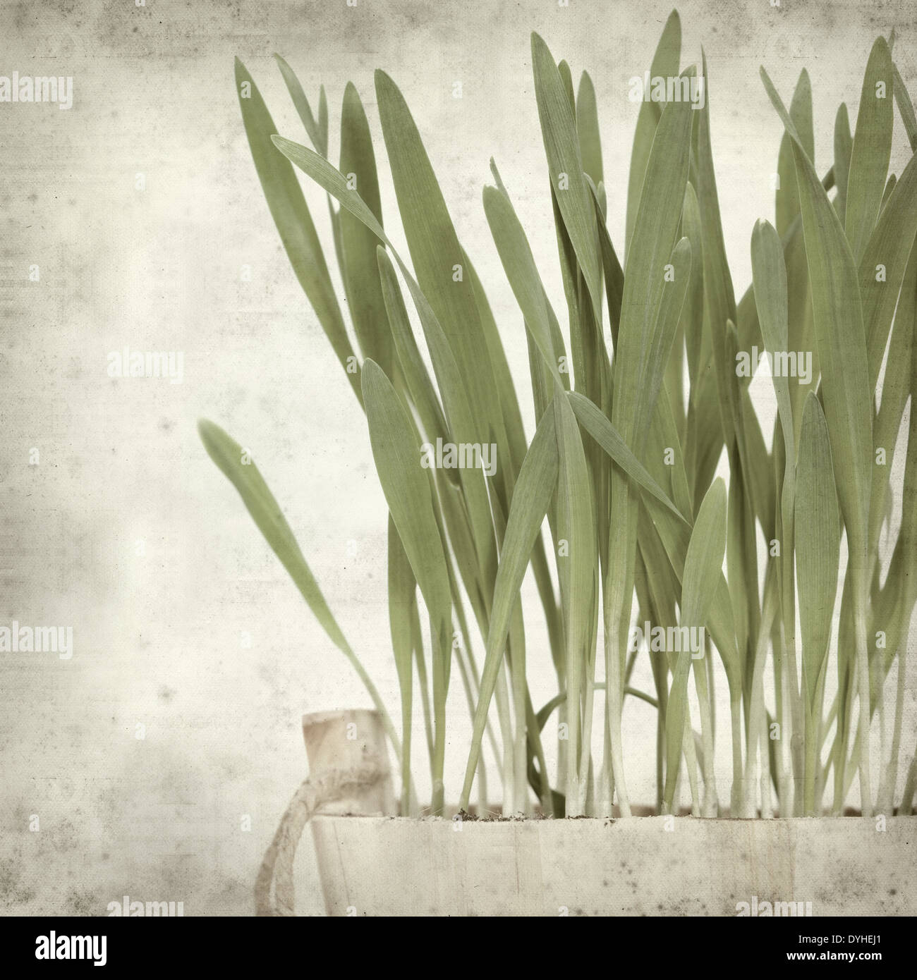 textured old paper background with young growing grass Stock Photo - Alamy