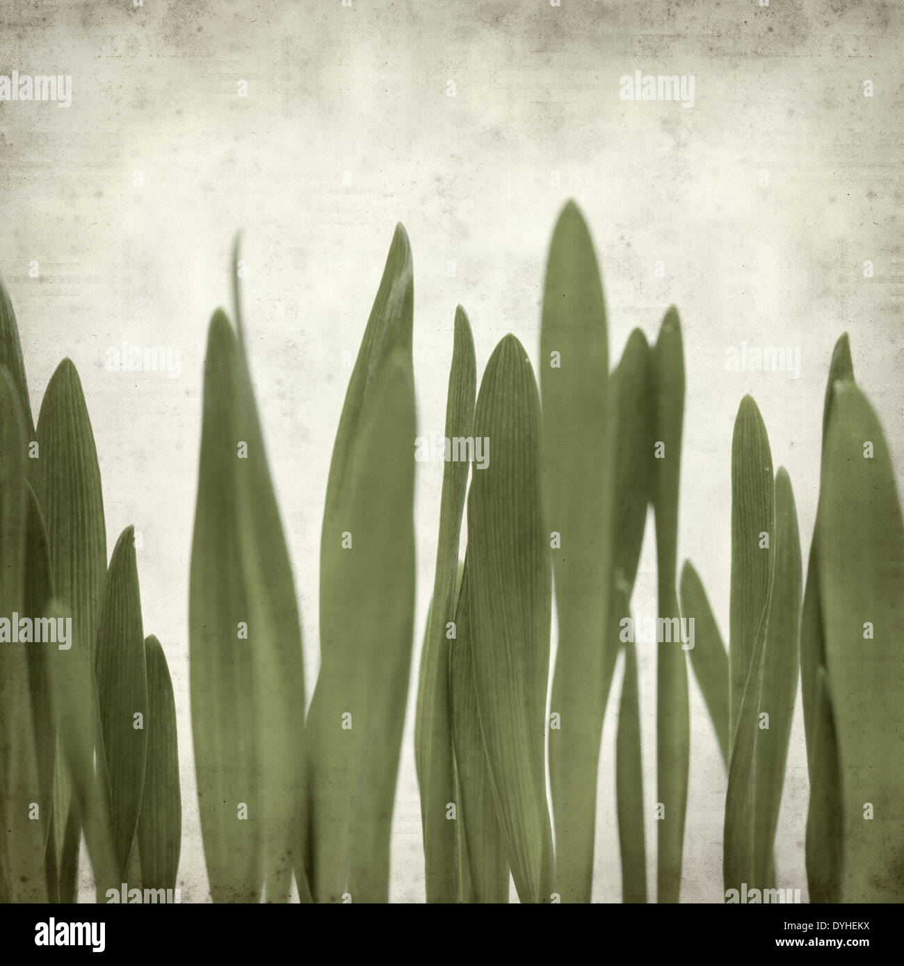 textured old paper background with young growing grass Stock Photo - Alamy