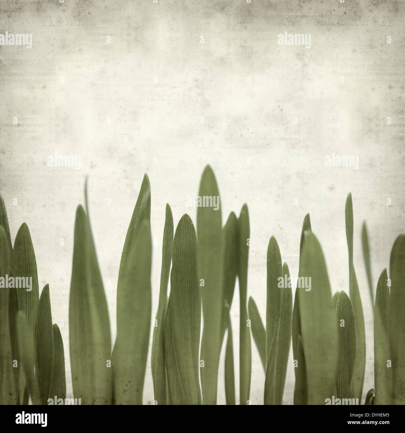 textured old paper background with young growing grass Stock Photo - Alamy