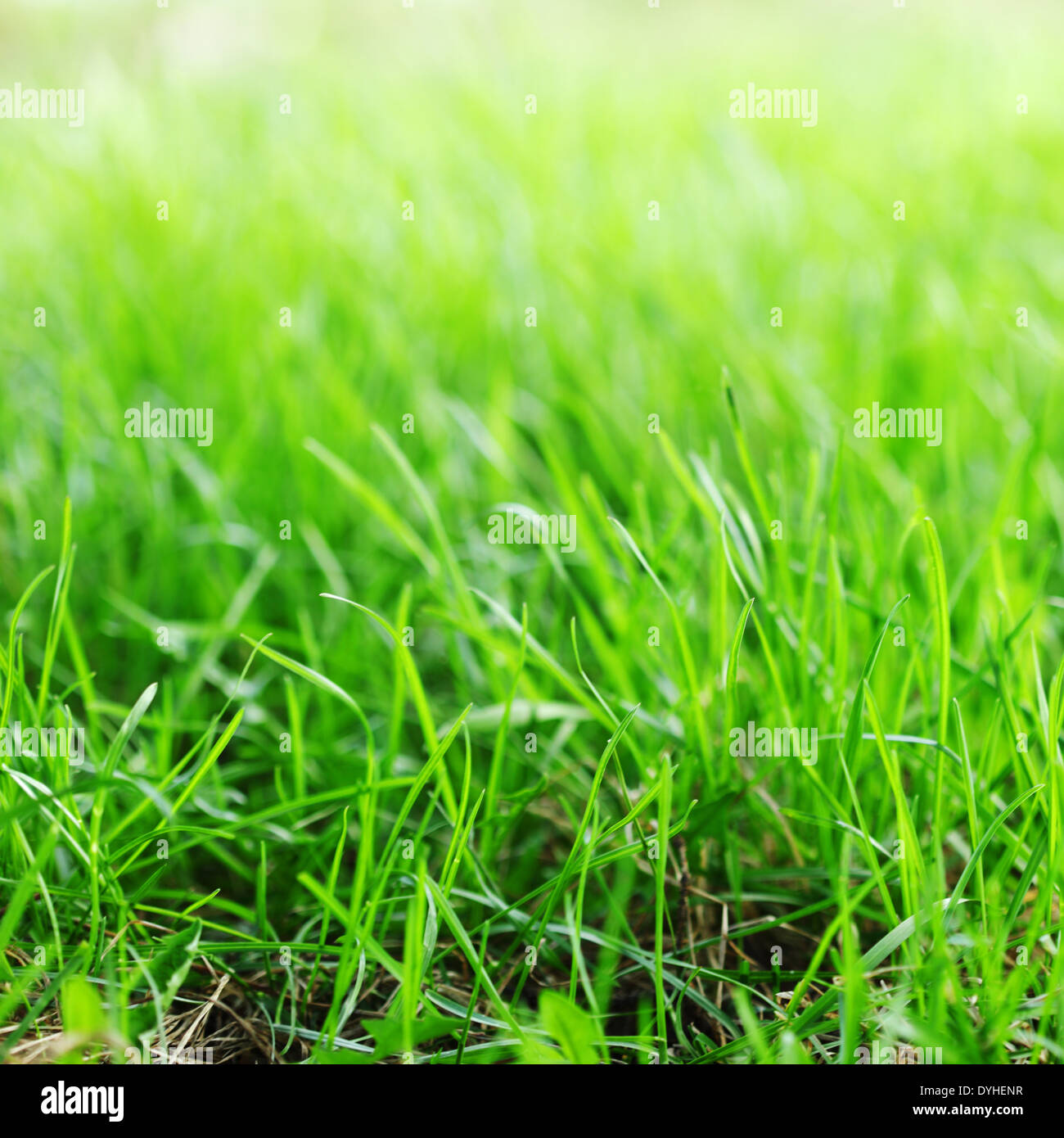 green grass macro close up Stock Photo - Alamy
