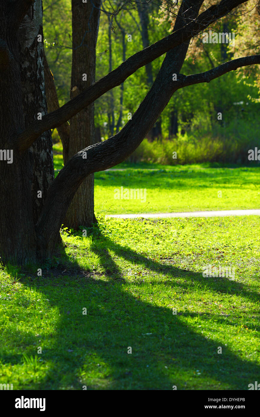 Spring Park nature background Stock Photo - Alamy