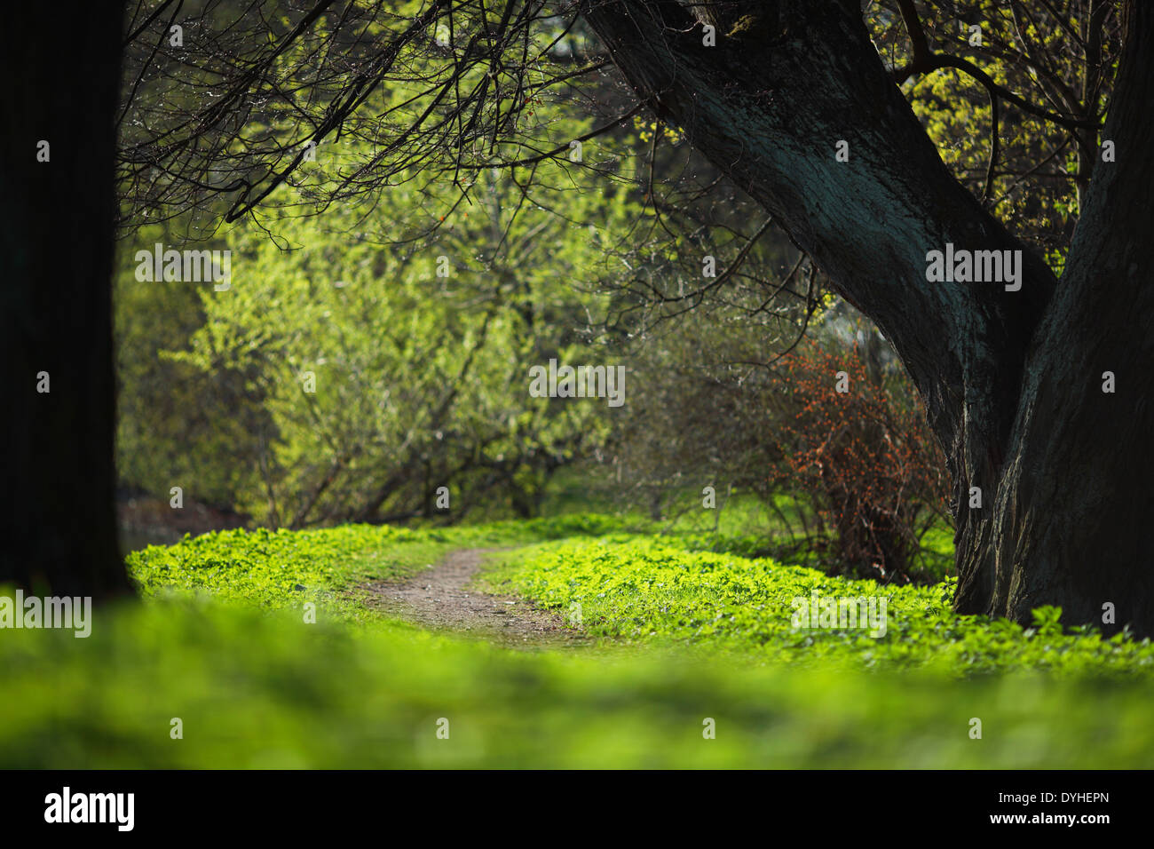 Spring Park nature background Stock Photo - Alamy