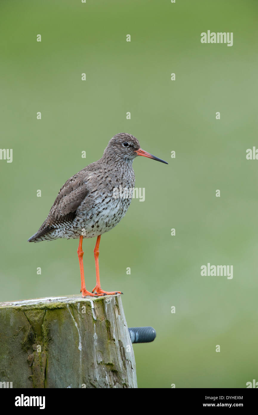 Common Redshank - Unst, Shetland, Scotland, UK Stock Photo - Alamy
