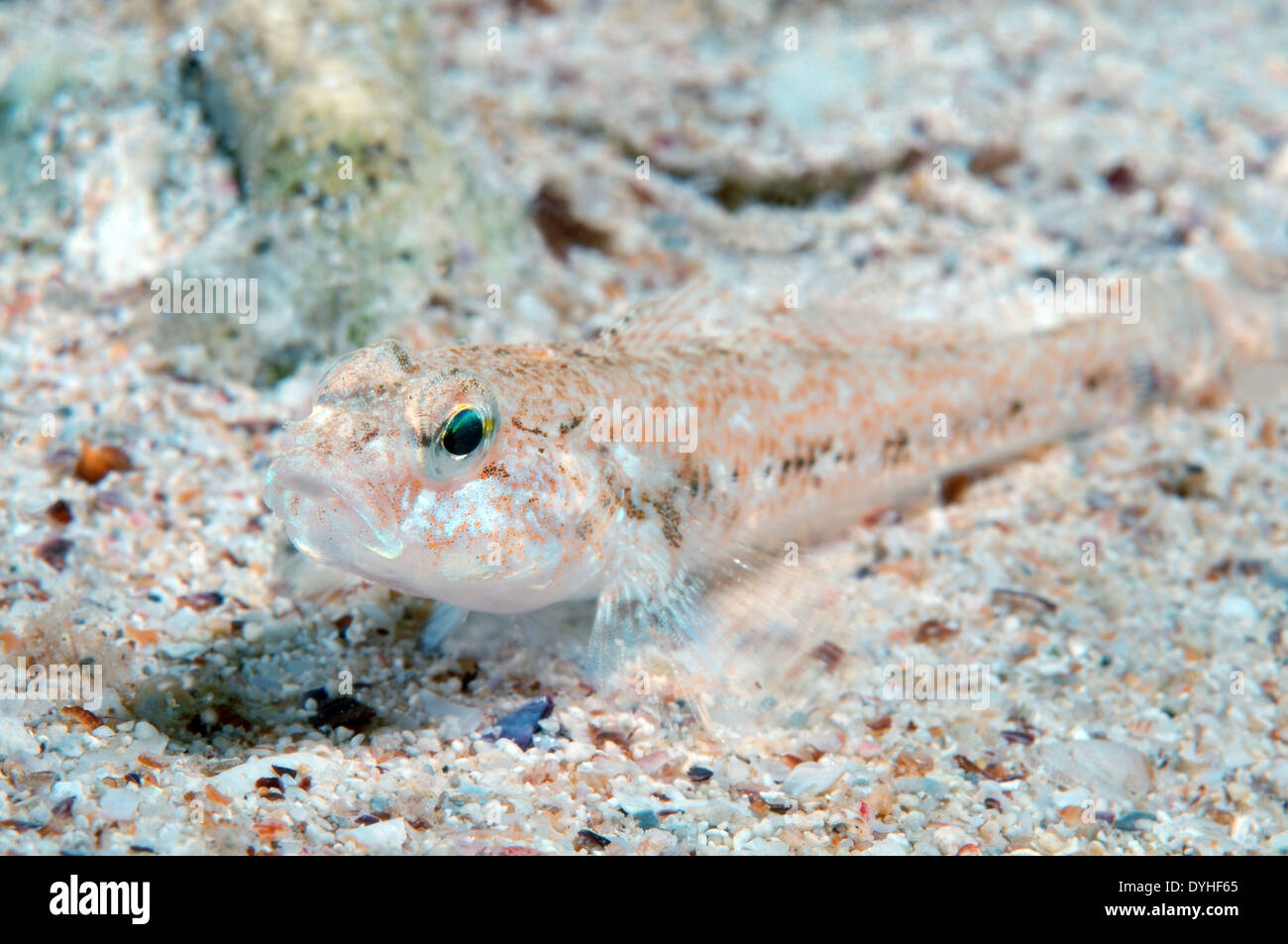 Shadow goby or Black goby (Gobius niger Stock Photo - Alamy