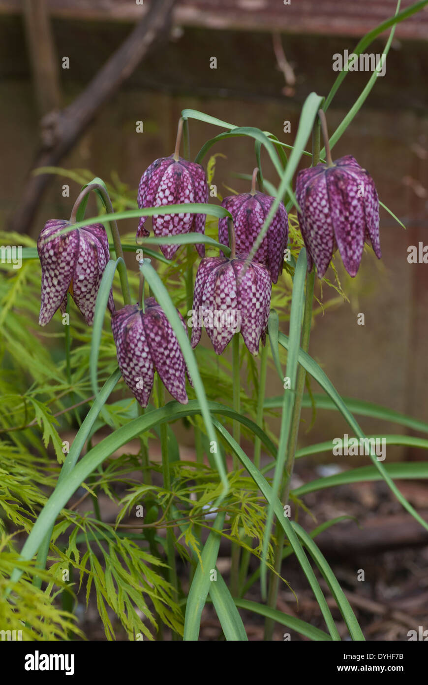 Snake's head fritillary in flower Stock Photo - Alamy