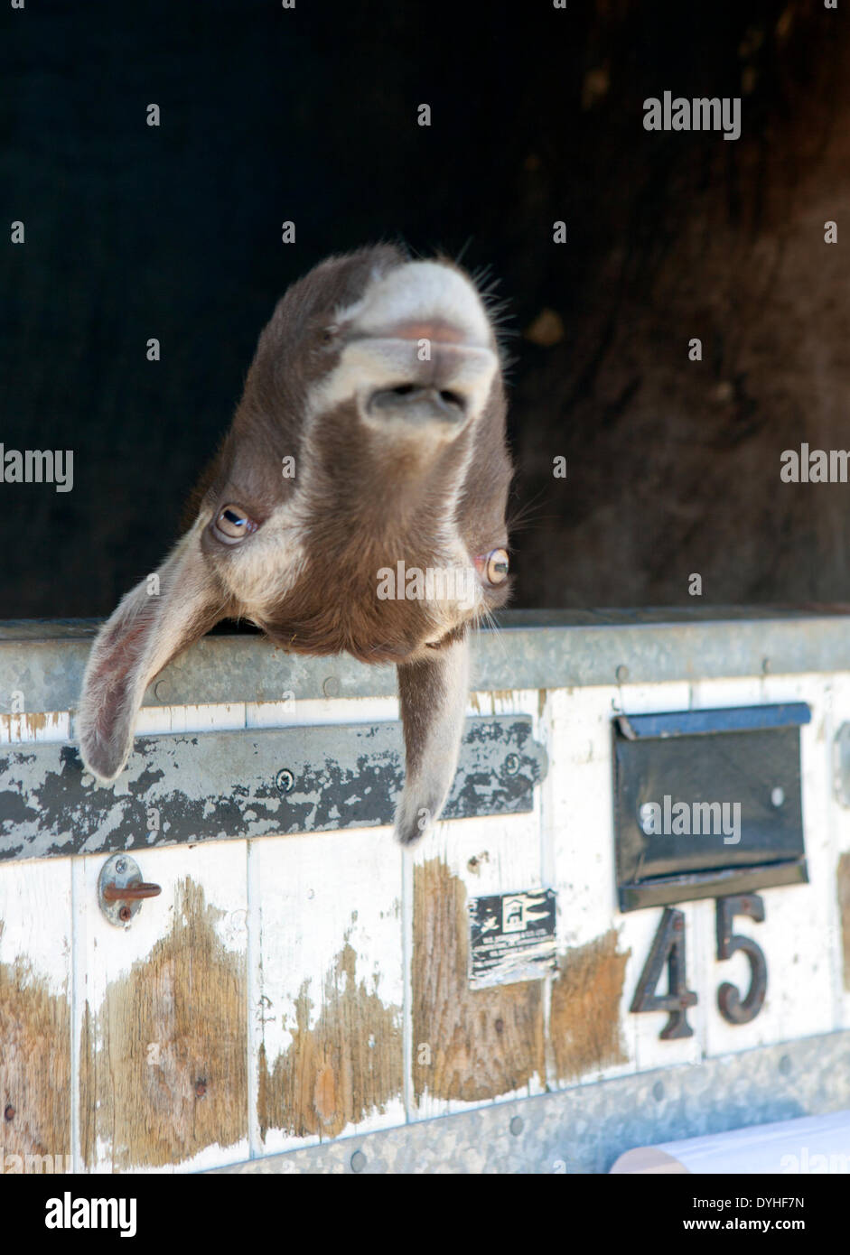 A funny goat looks out upside down from his pen at an animal farm Stock ...