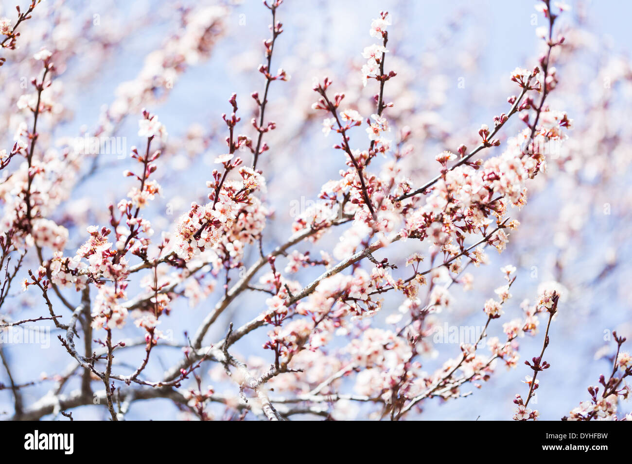 Tree in full bloom in early Spring Stock Photo - Alamy
