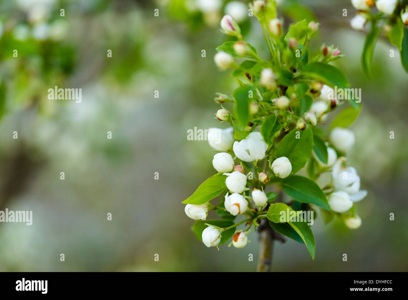 Tree in full bloom in early Spring Stock Photo - Alamy