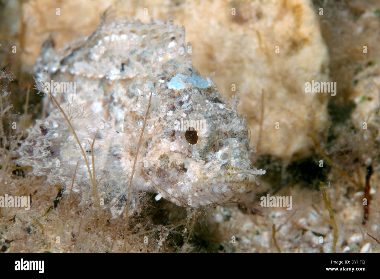 Scorpio fish hi-res stock photography and images - Alamy