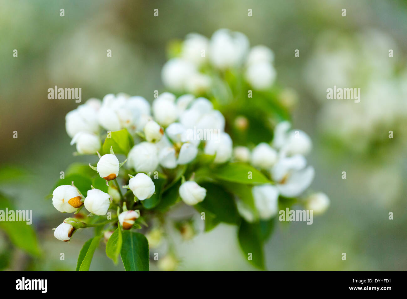 Tree in full bloom in early Spring Stock Photo - Alamy
