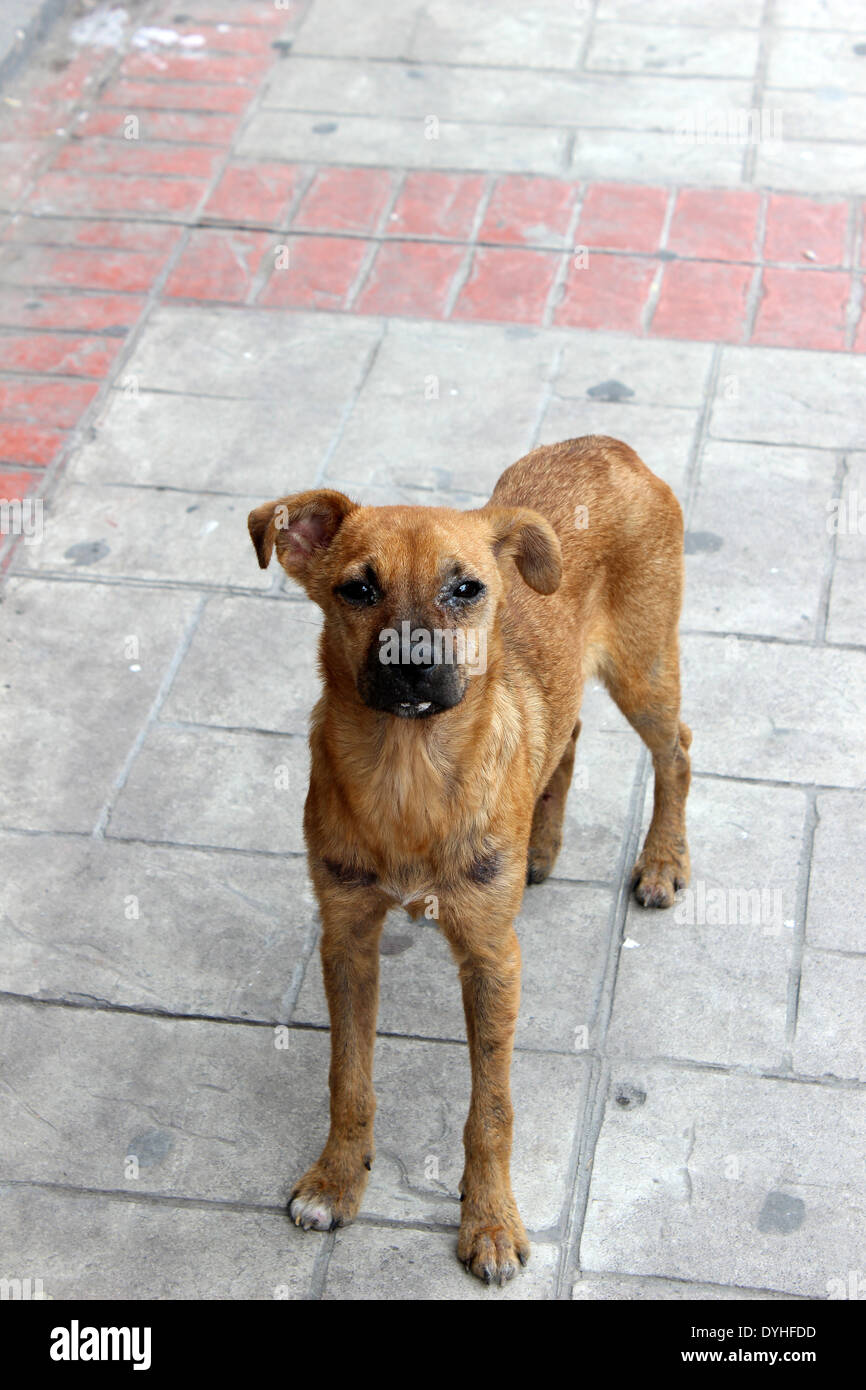 Brown stray dog standing in hi-res stock photography and images - Alamy