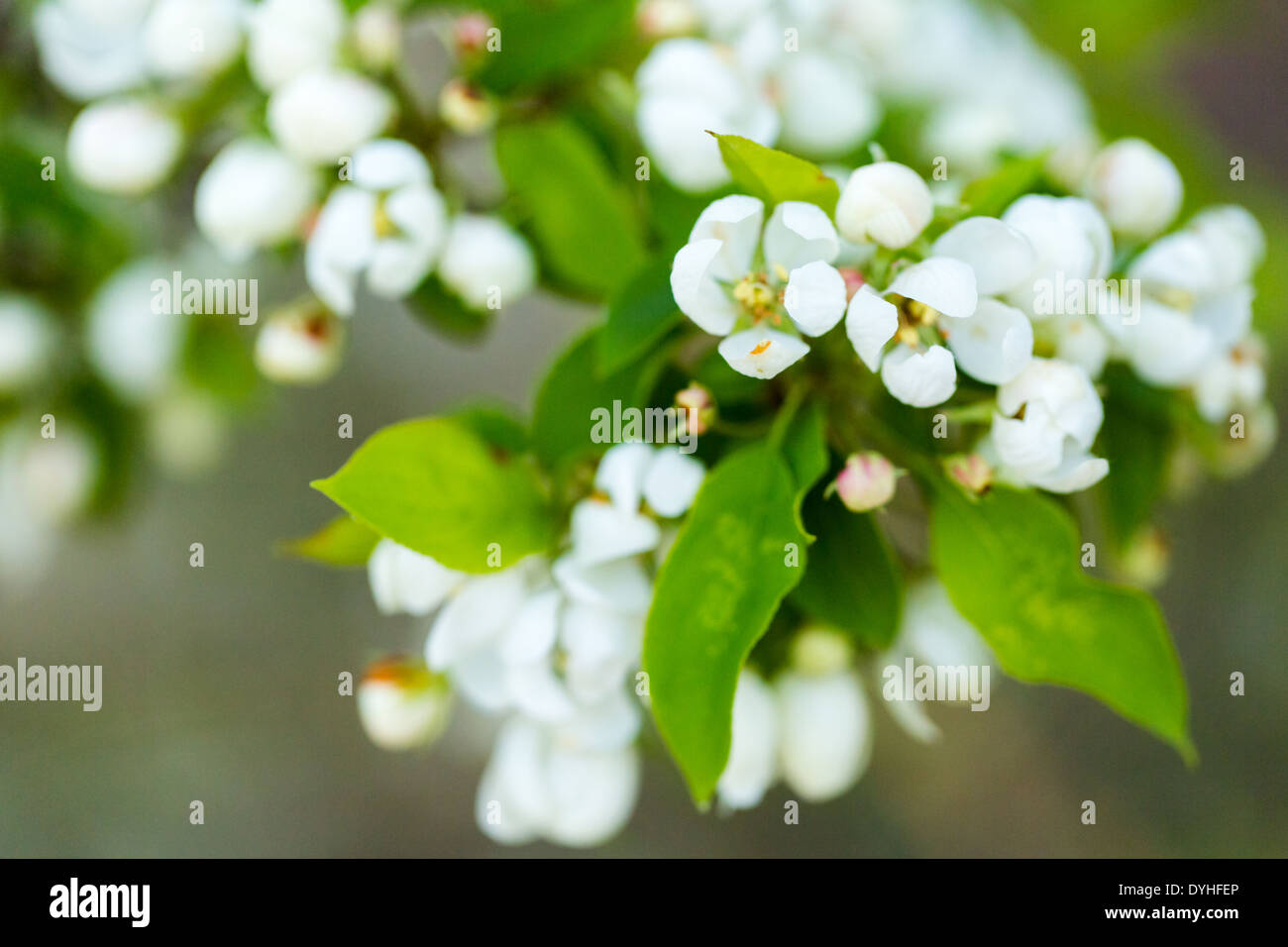 Tree in full bloom in early Spring Stock Photo - Alamy