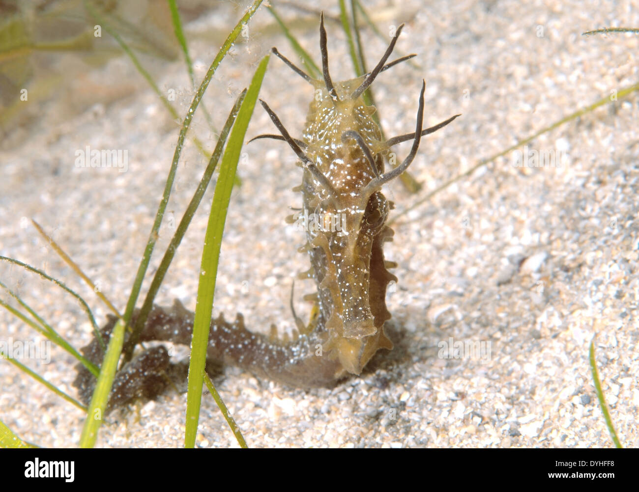 Short-snouted Seahorse (Hippocampus hippocampus), Black Sea, Crimea ...
