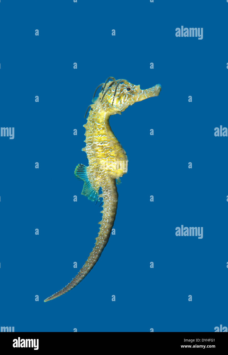 Short-snouted Seahorse (Hippocampus hippocampus), Black Sea, Crimea ...