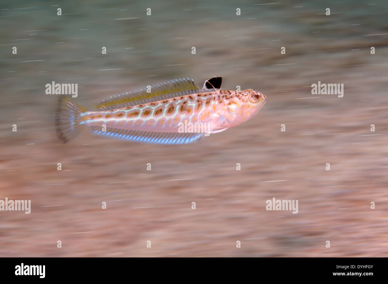 Greater weever fish (Trachinus draco Stock Photo - Alamy