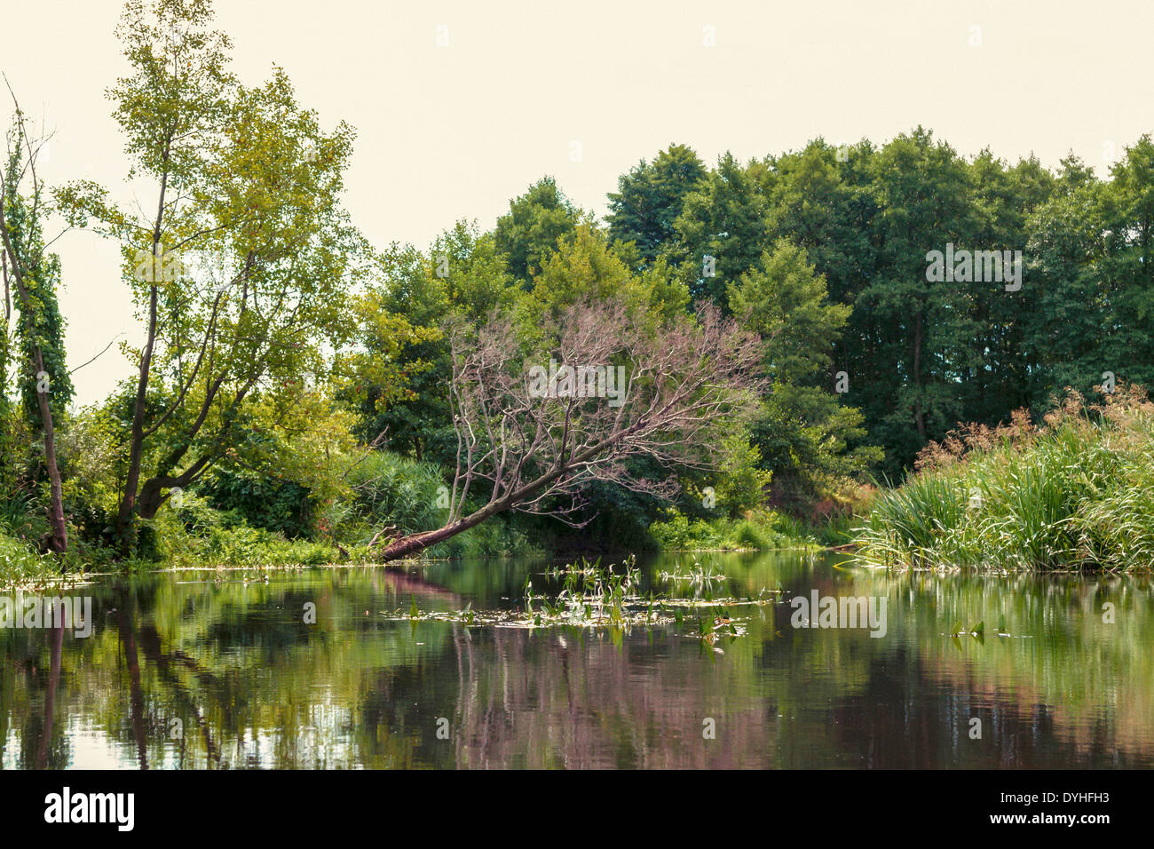 Wkra river, Poland Stock Photo - Alamy