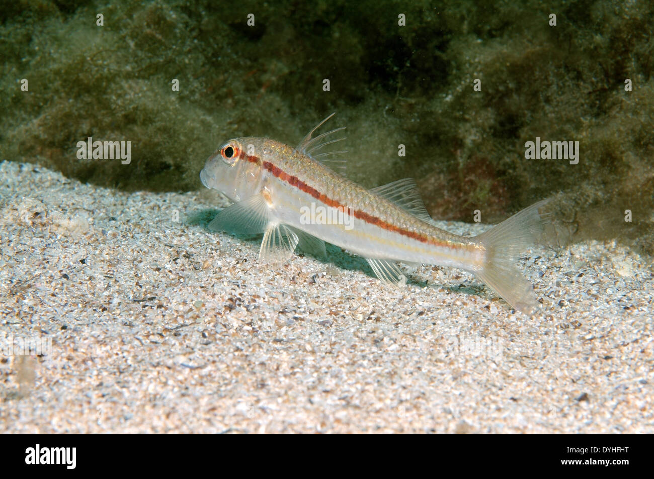 Striped mullet hi-res stock photography and images - Alamy
