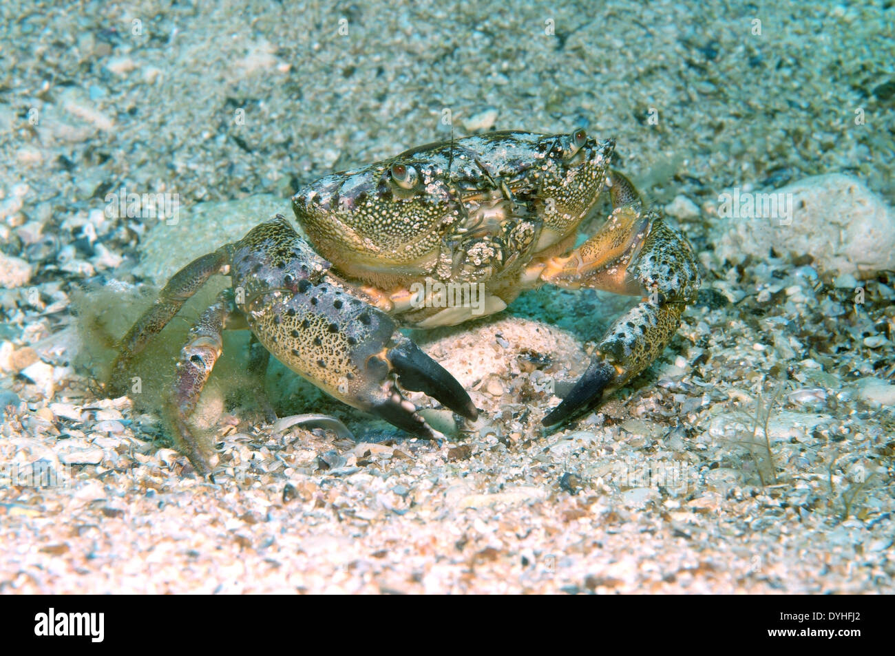 Warty crab eriphia verrucosa black hi-res stock photography and images ...