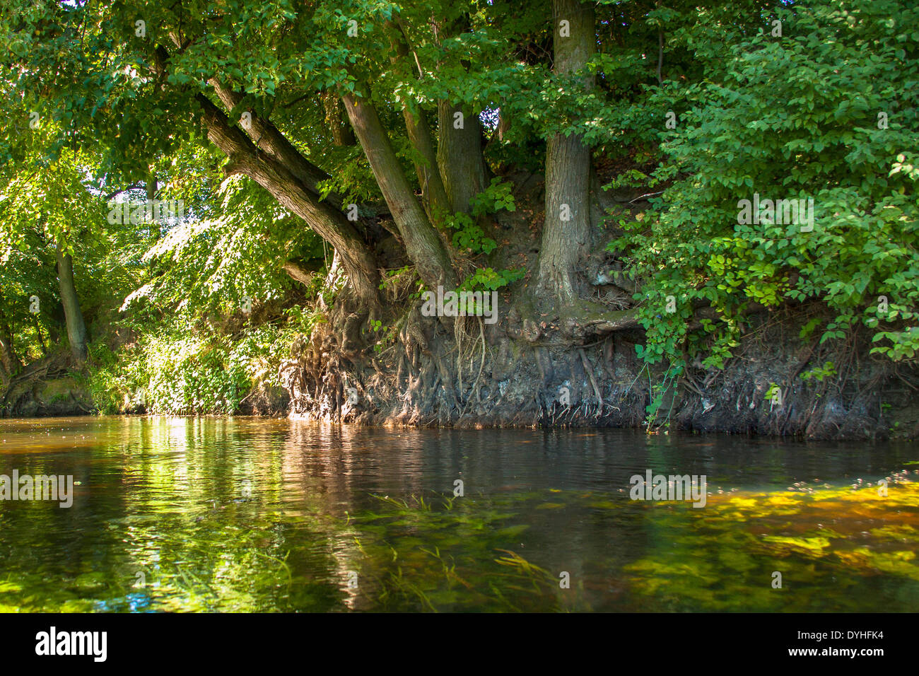 Roots of trees visible due to low water level, Wkra river bank, Poland ...