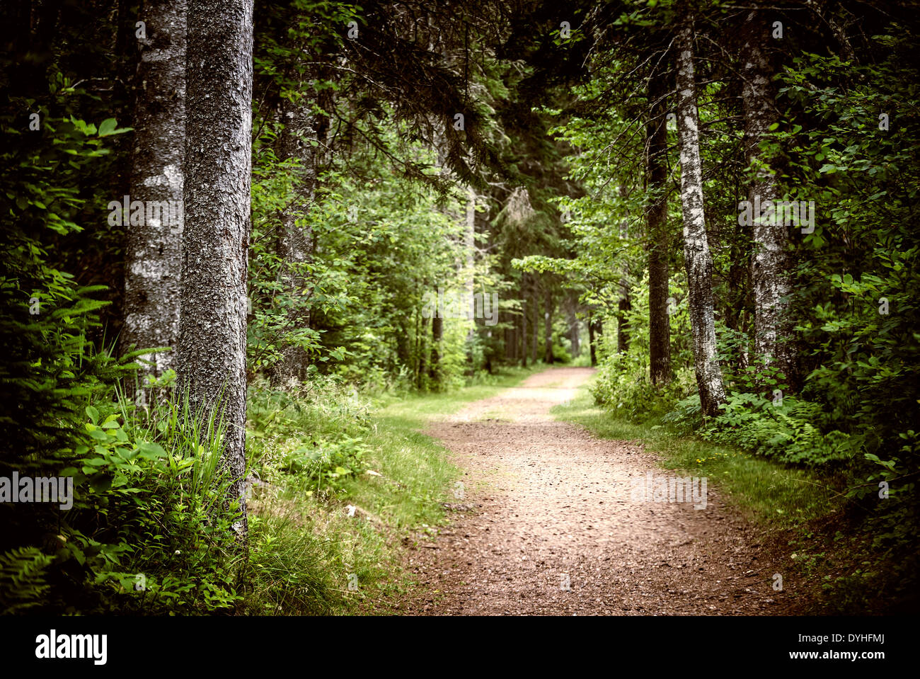 Path winding through lush green forest with tall old trees Stock Photo - Alamy