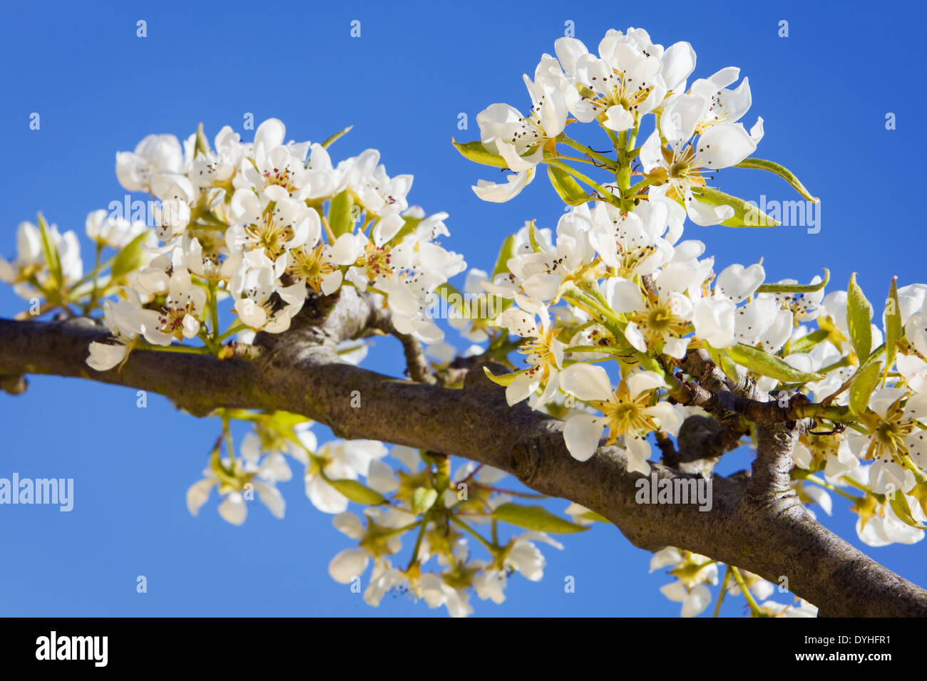 Pear tree hi-res stock photography and images - Alamy