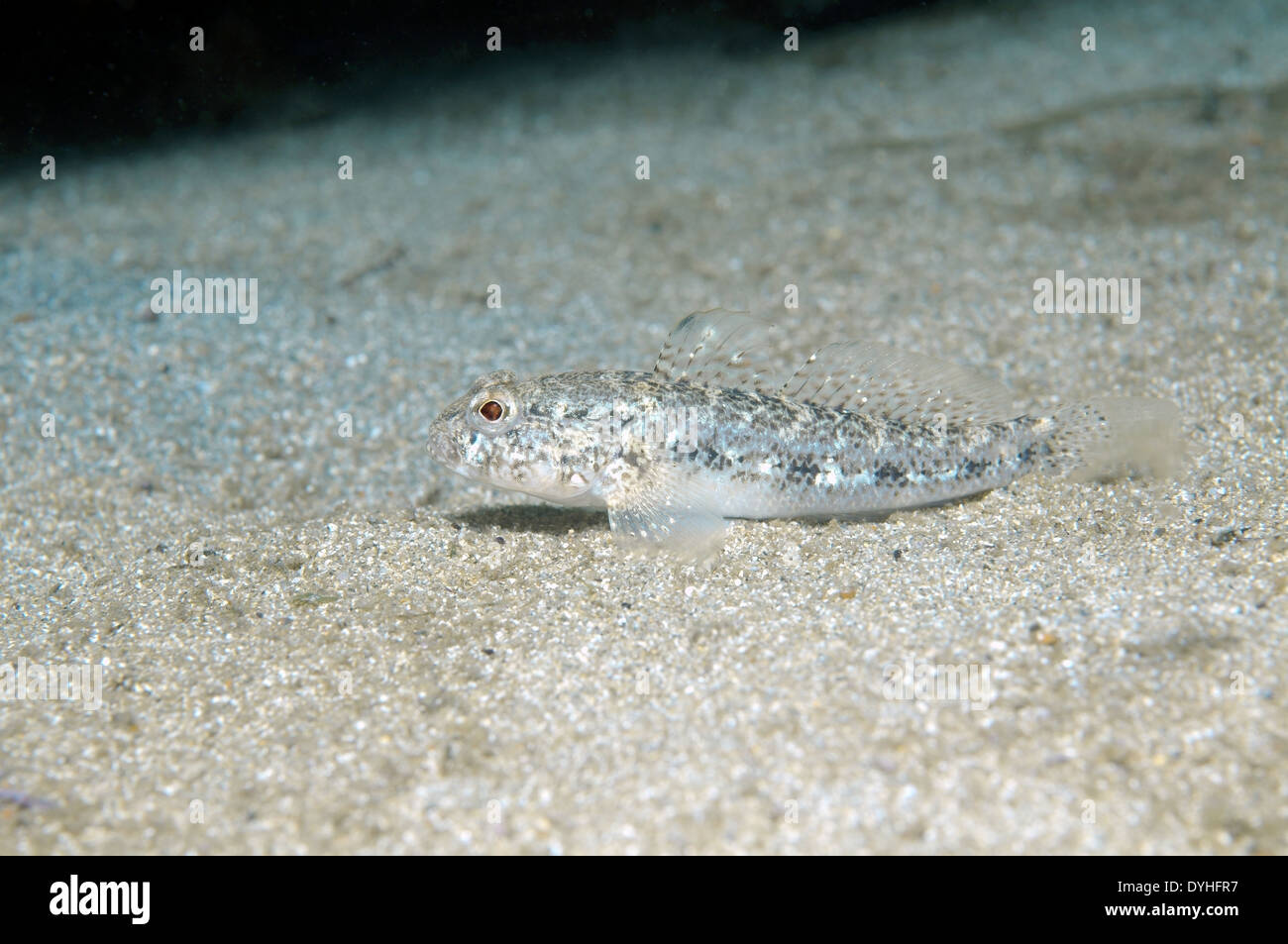 Black goby hi-res stock photography and images - Alamy