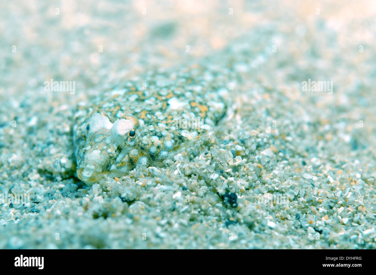 Rissos High Resolution Stock Photography and Images - Alamy