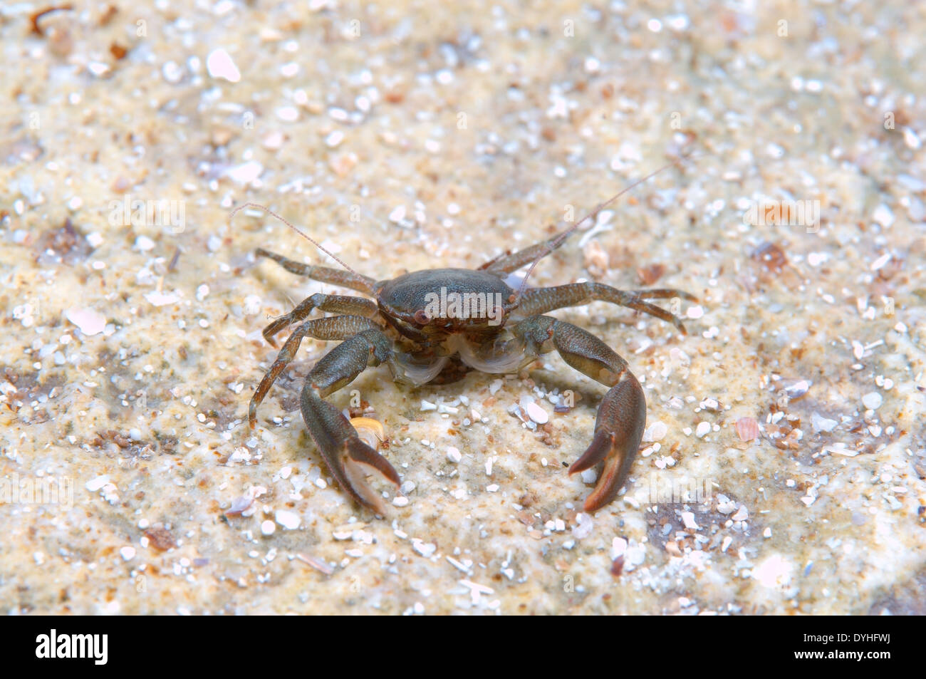 long-clawed porcelain crab (Pisidia longimana) Black Sea, Crimea Stock ...