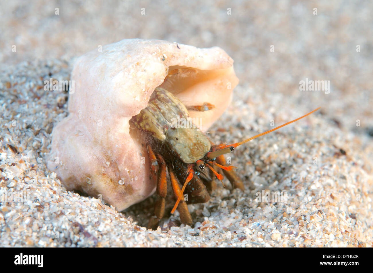 Clibanarius erythropus hi-res stock photography and images - Alamy