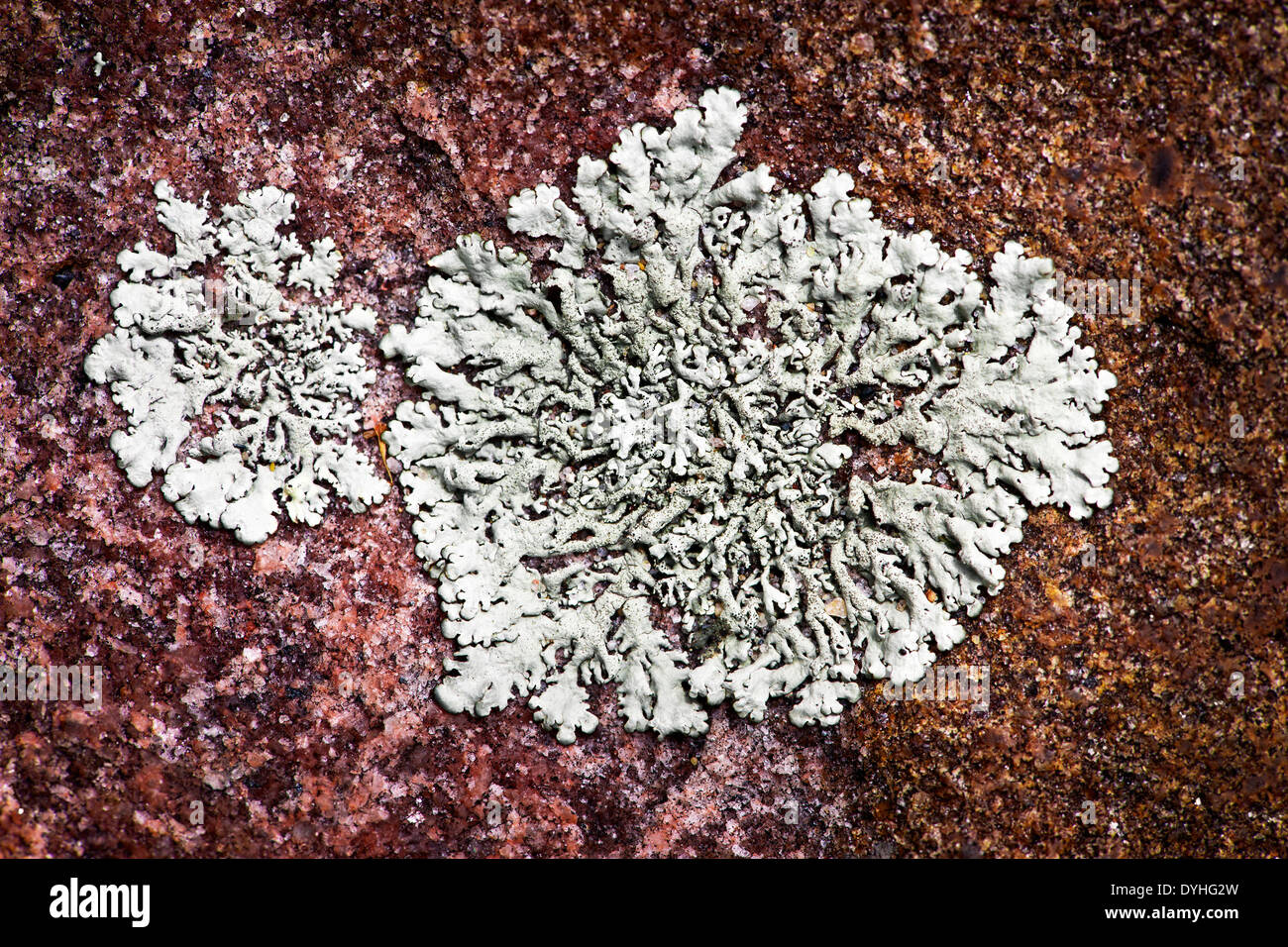 Lichen growing on stone hi-res stock photography and images - Alamy