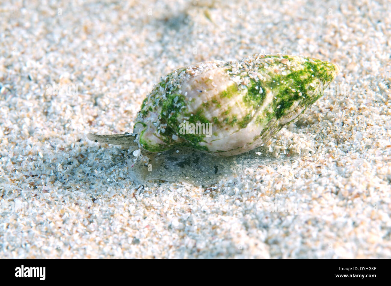 Hinia reticulate hi-res stock photography and images - Alamy