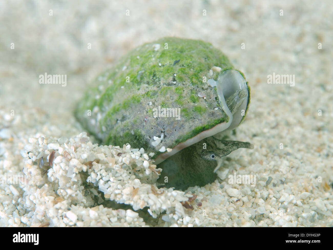 Nassarius reticulata hi-res stock photography and images - Alamy
