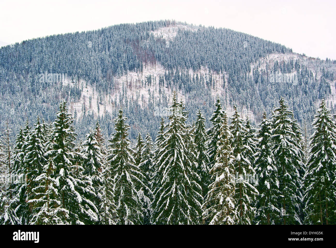 White rocks with fir trees hi-res stock photography and images - Alamy