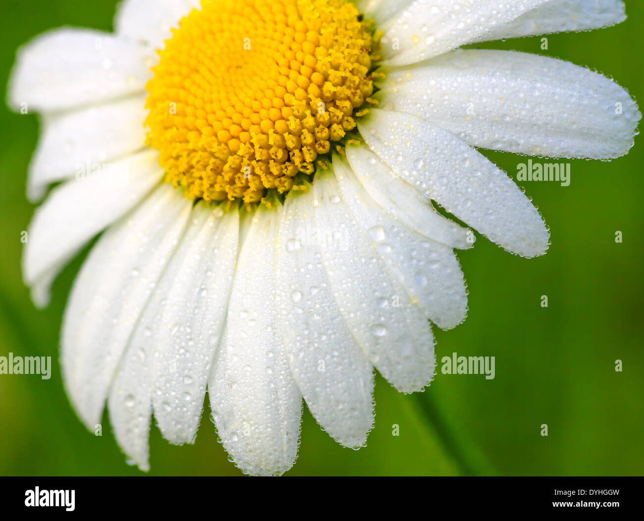 Botany daisy meadow nature hi-res stock photography and images - Alamy