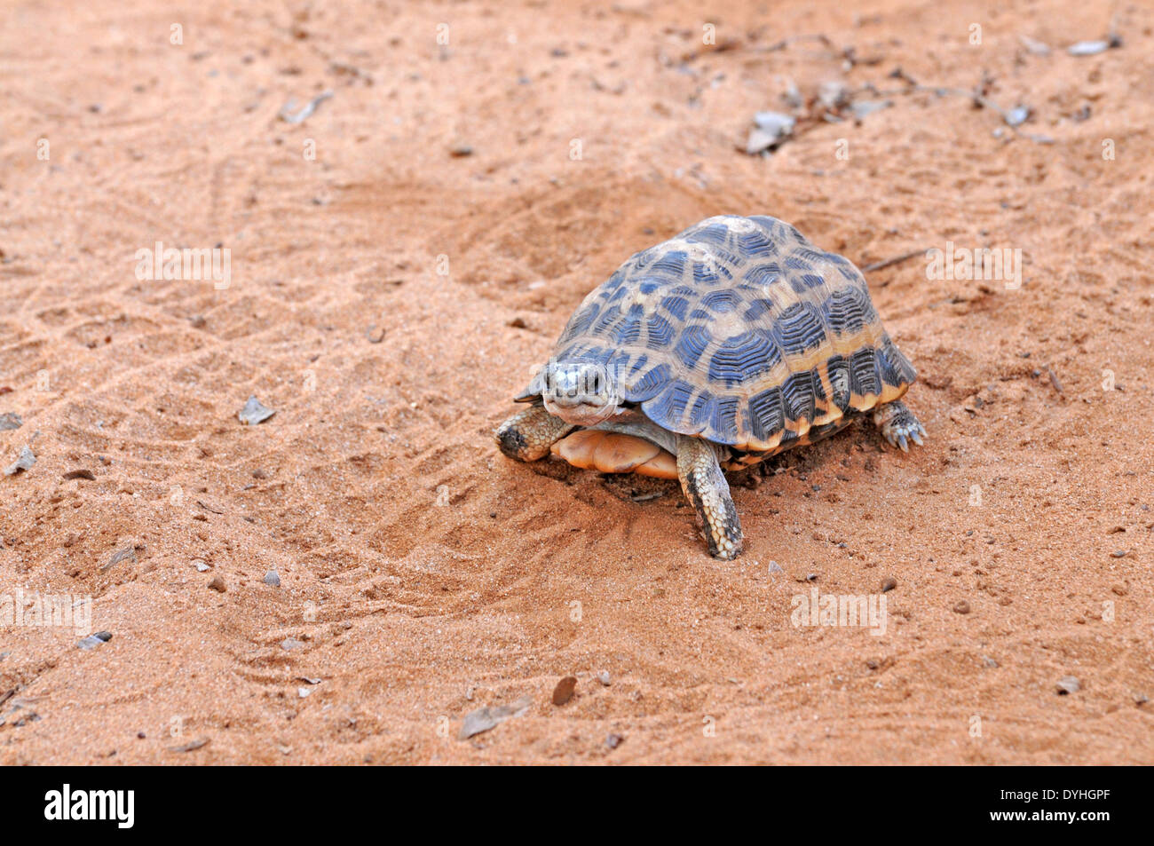 Spider tortoise (Pyxis arachnoides), a relatively small tortoise ...