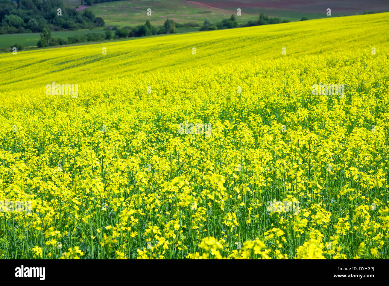 agriculture blooming field of yellow rapeseed Stock Photo - Alamy