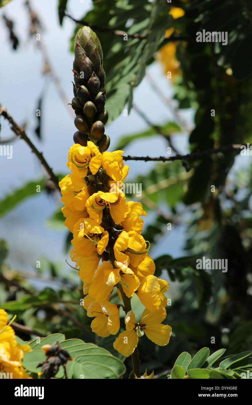 Yellow flowers and buds growing on a tree in Cotacachi, Ecuador Stock ...