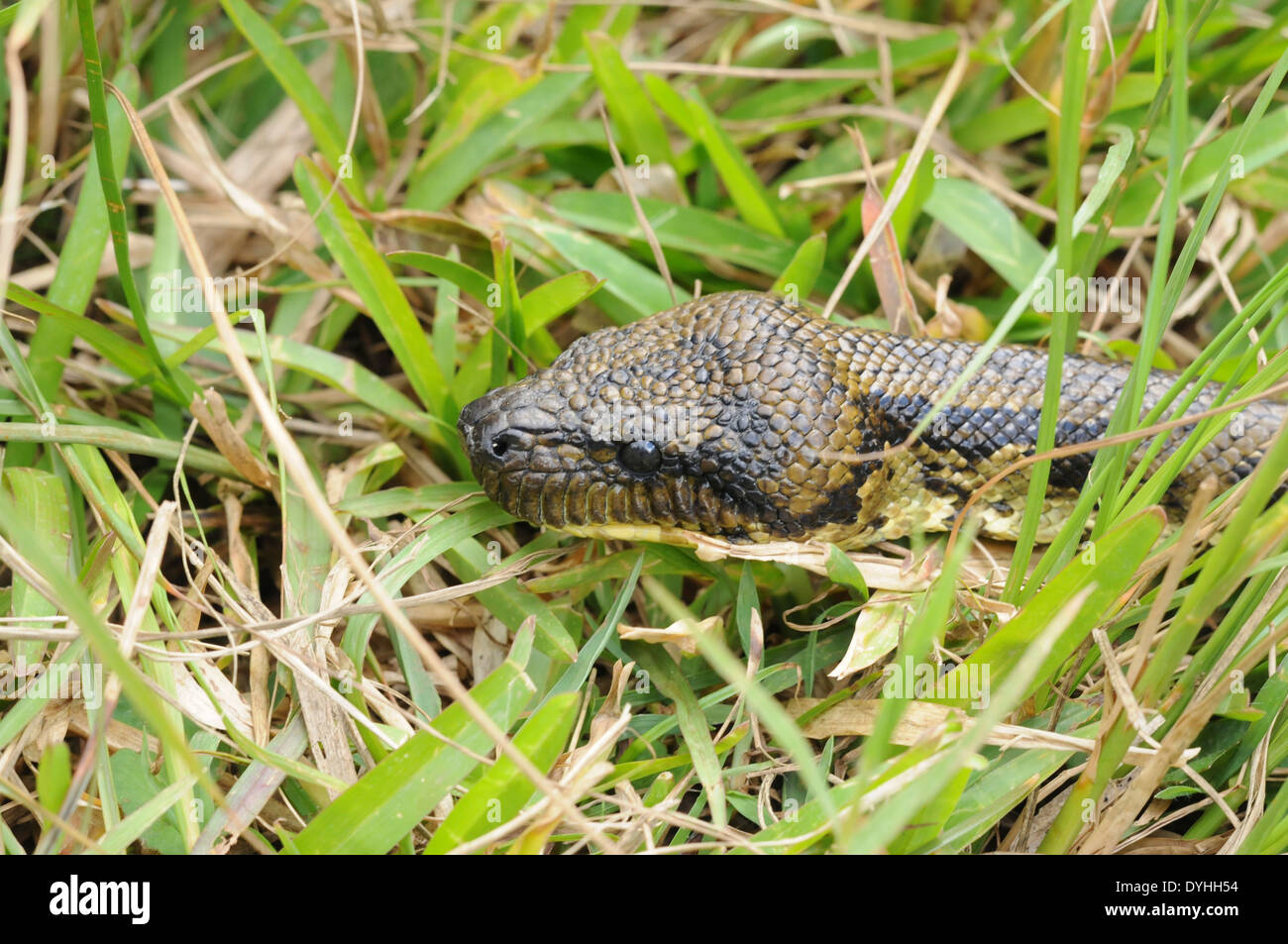 Madagascar tree boa (Sanzinia madagascariensis), head Stock Photo - Alamy