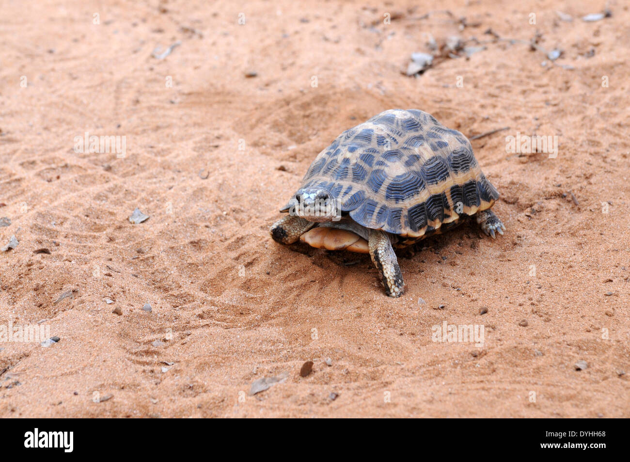 Arachnoïdes hi-res stock photography and images - Alamy