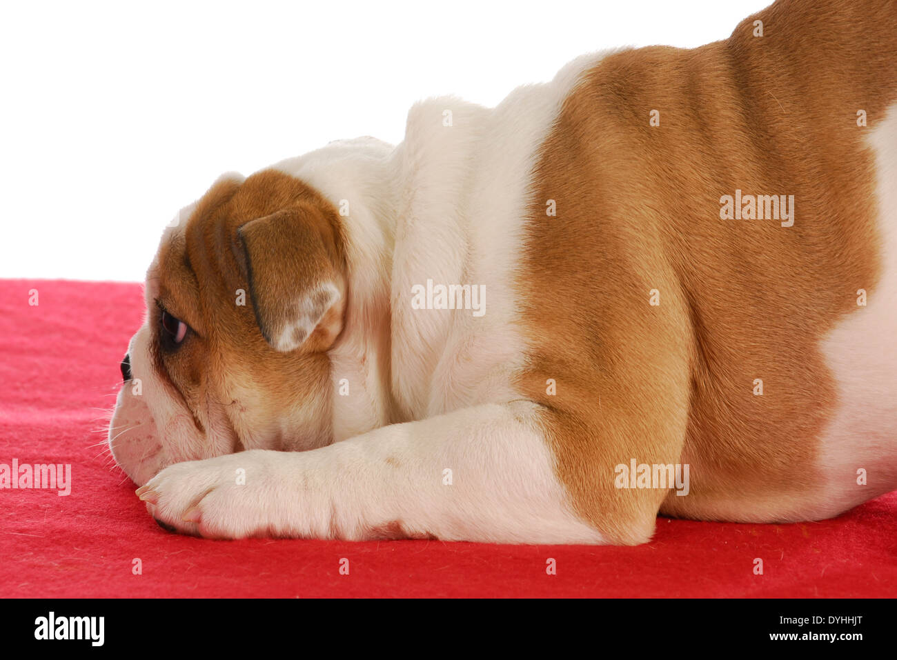 bashful puppy - english bulldog puppy with paws down and backside up ...