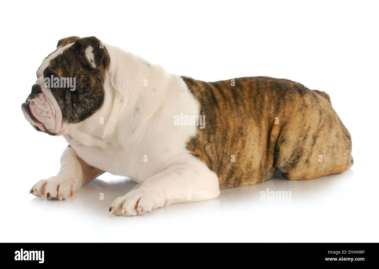 alert english bulldog laying down on white background Stock Photo - Alamy