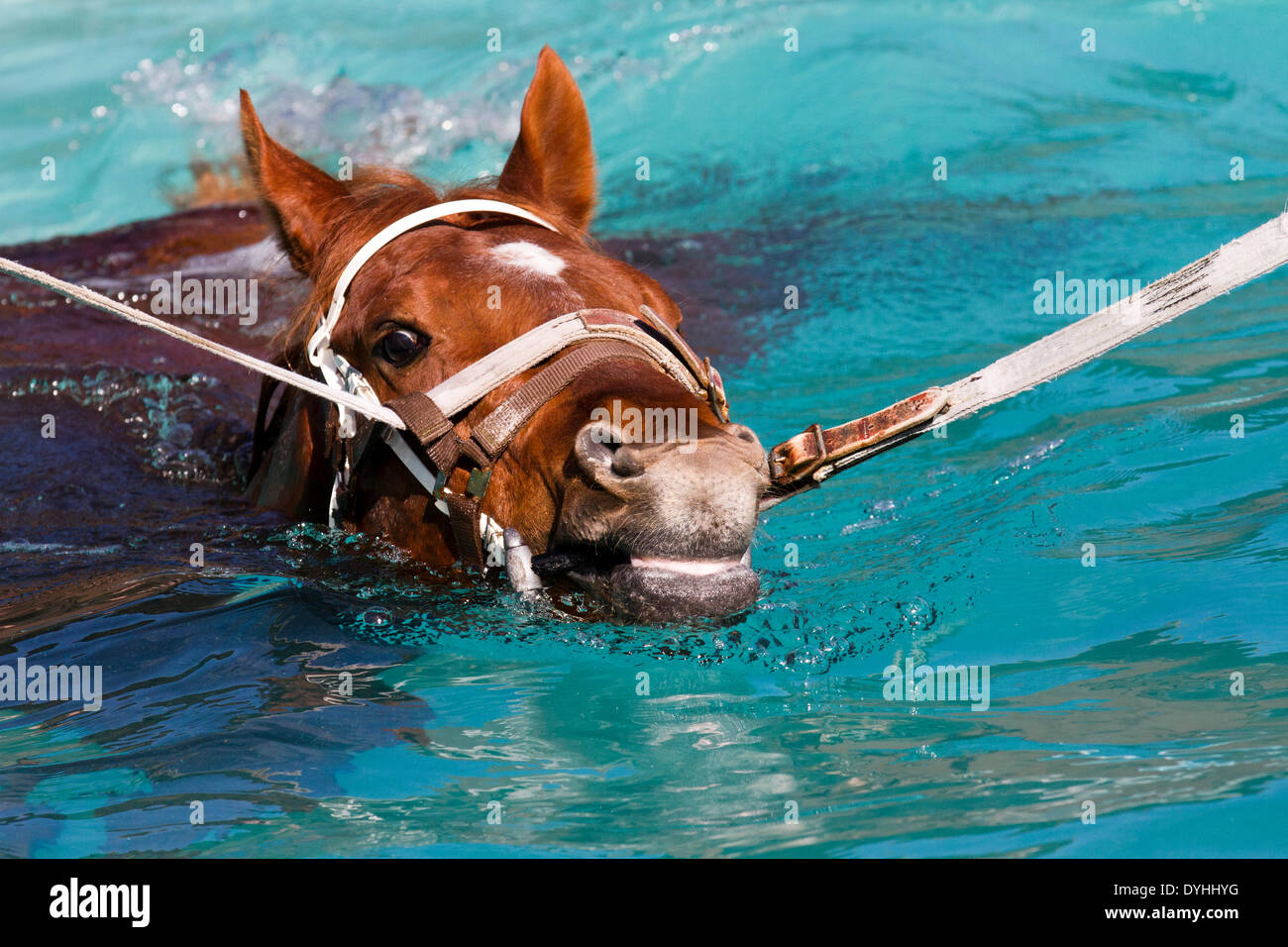 Hydrotherapy horse hi-res stock photography and images - Alamy