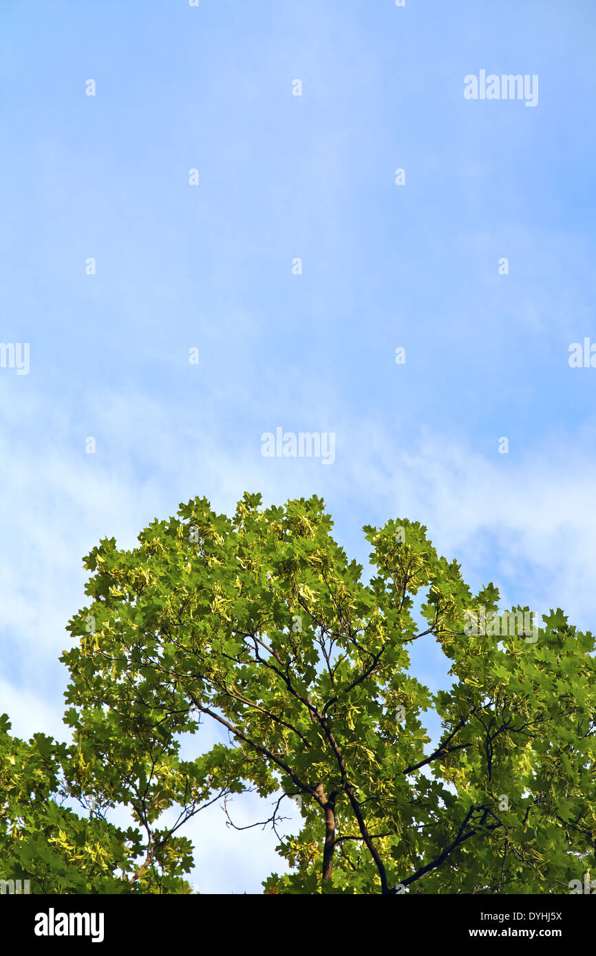 tree and sky Stock Photo - Alamy