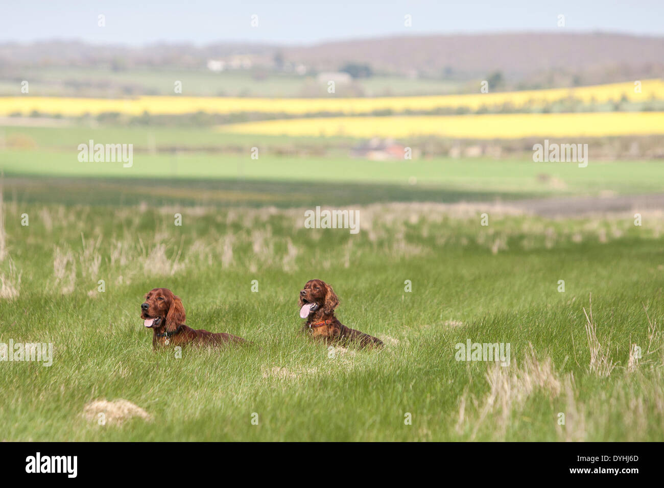 Irish setters hi-res stock photography and images - Alamy