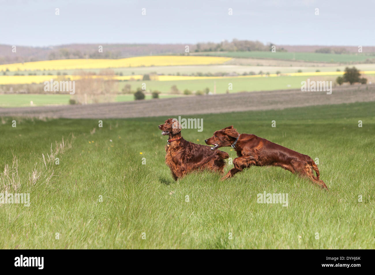 Irish setters hi-res stock photography and images - Alamy