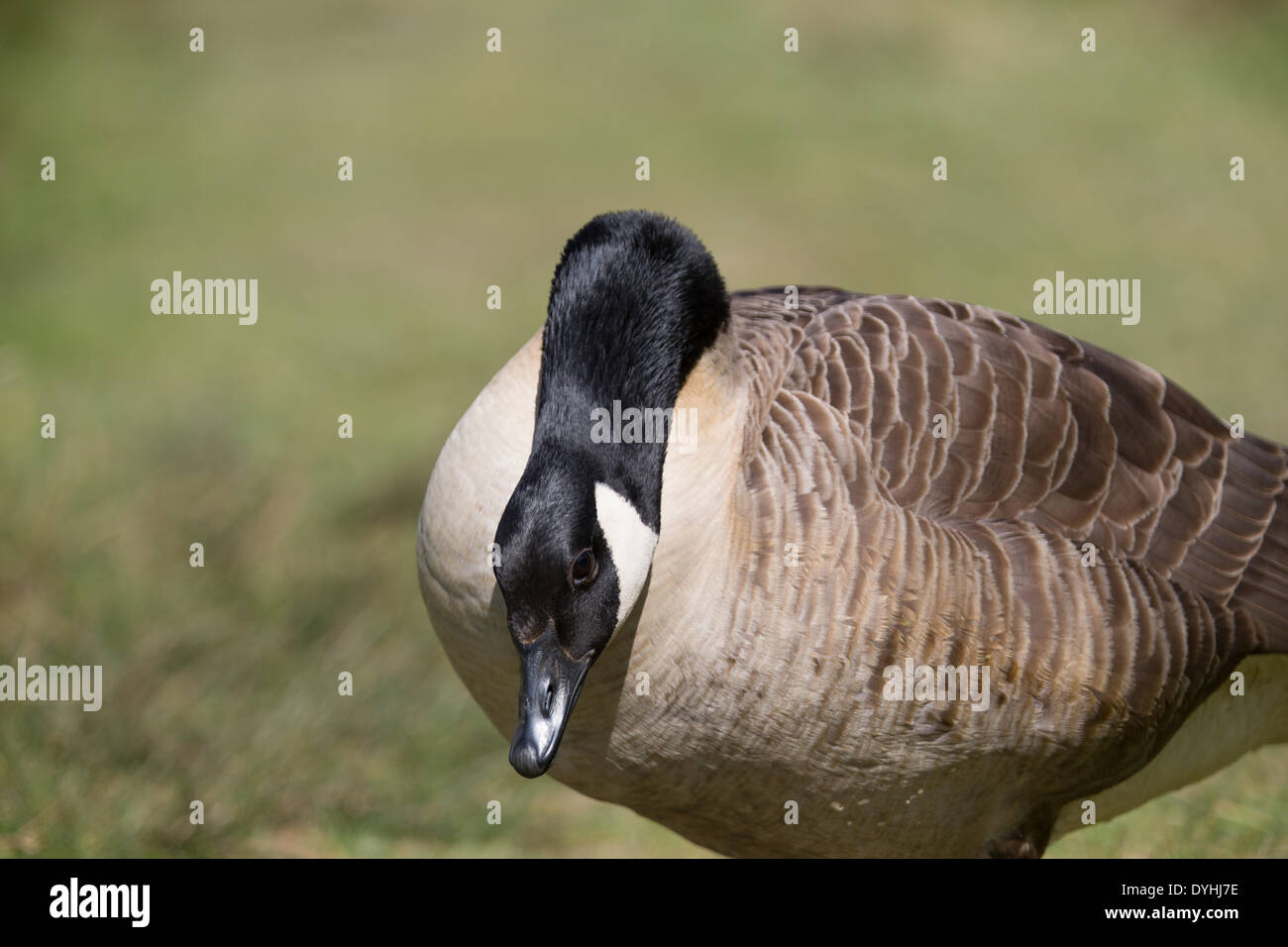 Goose protecting her nest hi-res stock photography and images - Alamy
