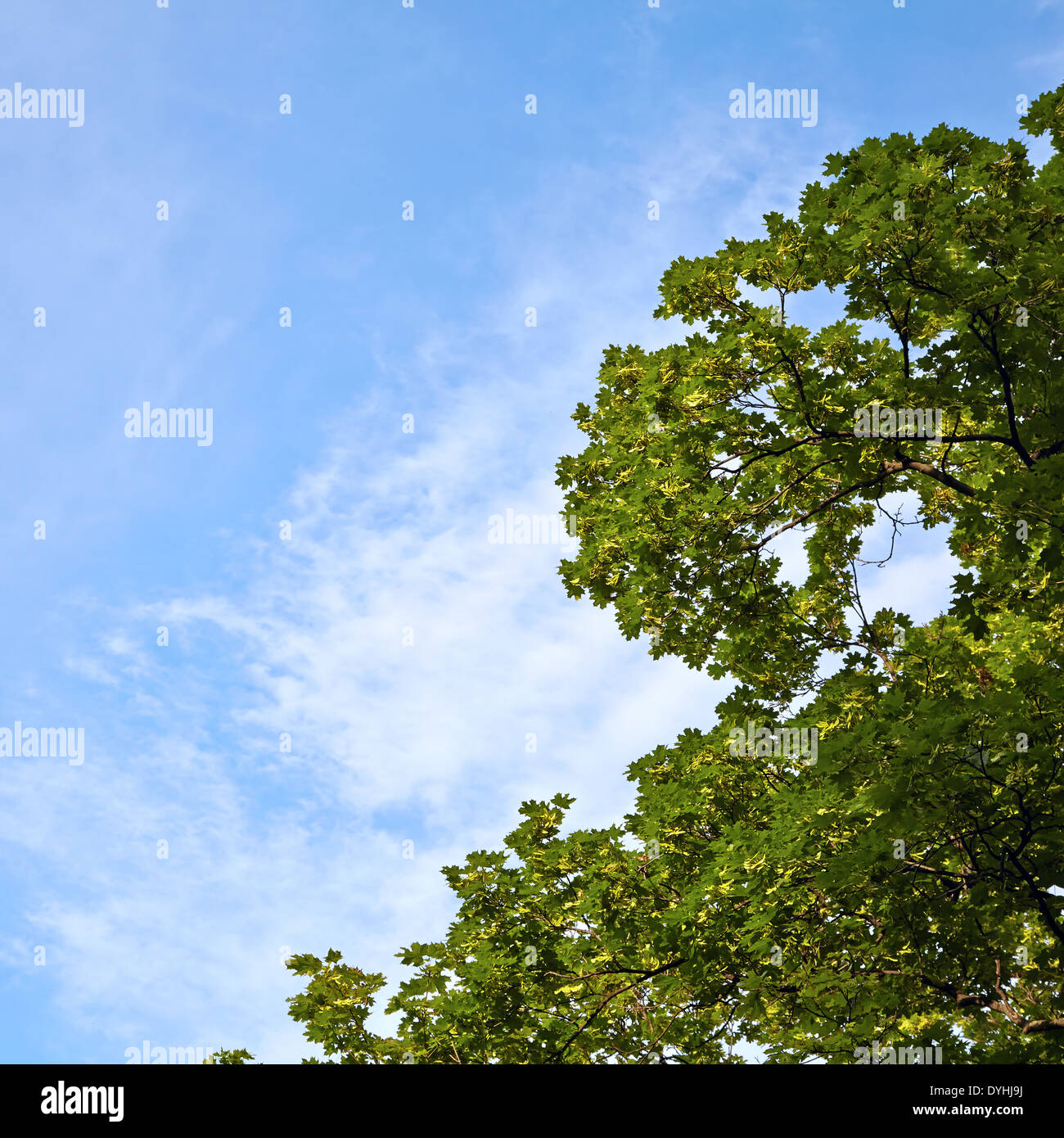 tree and sky Stock Photo - Alamy